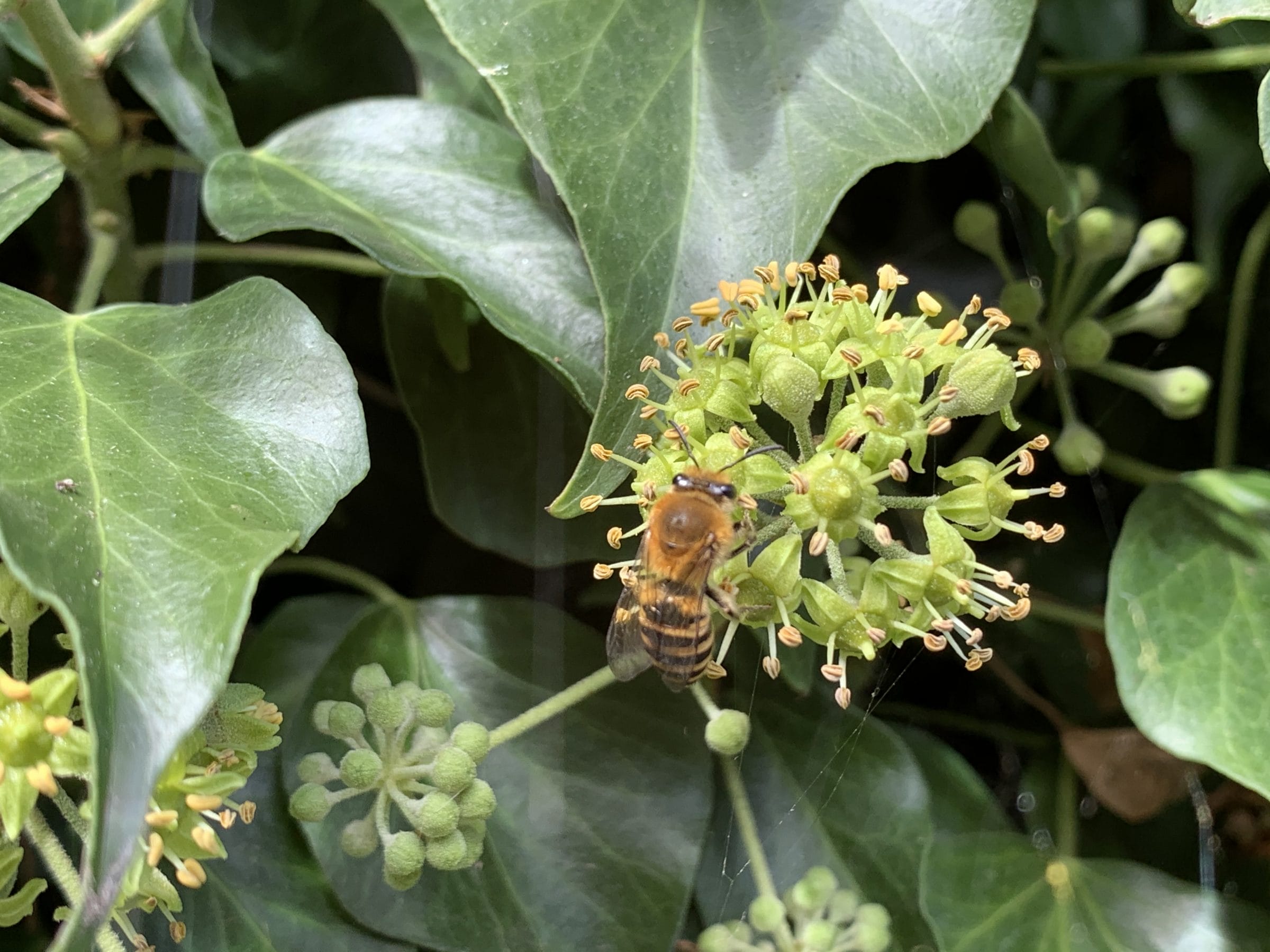 The Ivy Bee • Pest-Tech • Bee Removal • Pest Control Medway